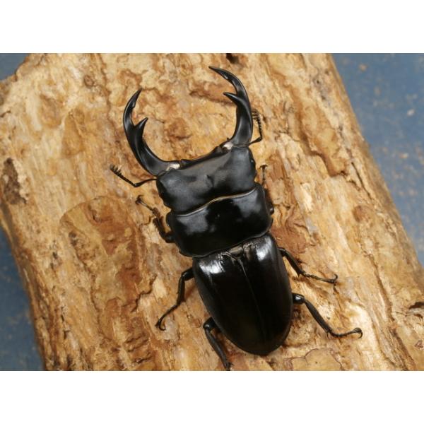 クルビデンスオオクワガタ♂♀ペアミャンマー　カチン州チュドラジ　F2♂71ミリ　R8年4月羽化♀43ミリ　R8年4月羽化画像は出品個体です。