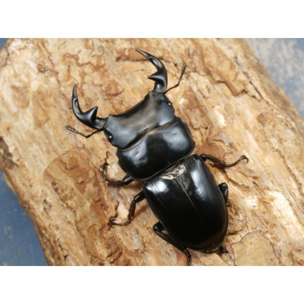グランディスオオクワガタ♂♀ペアインド　マニプル州ラムカ　CBF1♂69ミリ　R8年5月羽化♀44ミリ　R8年5月羽化♂の腹部が少し出ています。♀の画像はございませんが、問題は無く完品です。画像は出品個体です。