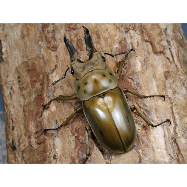 ババオウゴンオニクワガタ♂♀ペアミャンマー　タニンダーリ産　CBF1♂59ミリ　R8年4月羽化♀44ミリ　R8年4月羽化画像は出品個体です。