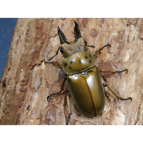 ババオウゴンオニクワガタ♂♀ペアミャンマー　タニンダーリ産　CBF1♂49ミリ　R8年4月羽化♀42ミリ　R8年4月羽化画像は出品個体です。