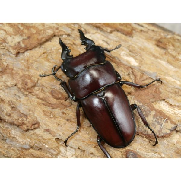ナタールノコギリ♂♀ペアタンザニア　ウサンバラ　F2♂47〜48ミリ　R8年5月羽化♀29〜30ミリ　R8年4月羽化出品個体はすべて画像のような個体です。画像は参考個体（出品個体含む）です。