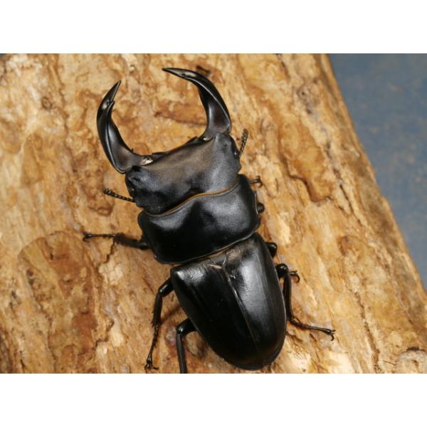 ホペイオオクワガタ♂♀ペア中国福建省北峰　CBF1♂70ミリ　R8年6月羽化♀45ミリ　R8年6月羽化画像は出品個体です。