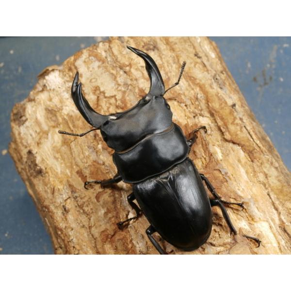 オオクワガタ♂♀ペア大阪府豊能郡能勢町　CBF1♂81ミリ　R8年6〜7月羽化♀50〜52ミリ　R8年6〜7月羽化明記するほどの欠点はございませんが、わずかな傷やへこみはご了承下さい。画像は参考個体です。