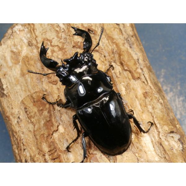 タランドゥスオオツヤクワガタ♂♀ペアコンゴ民主共和国産　F2♂79ミリ　R8年5月羽化♀51ミリ　R8年5月羽化画像は出品個体です。