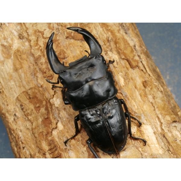 オオクワガタ♂♀ペア兵庫県猪名川町阿古谷　CBF1♂75ミリ　R8年7月羽化♀52ミリ　R8年6月羽化♂のアゴずれ、上翅のシワと開きがあります。♀の画像はございませんが、問題は無く完品です。画像は出品個体です。