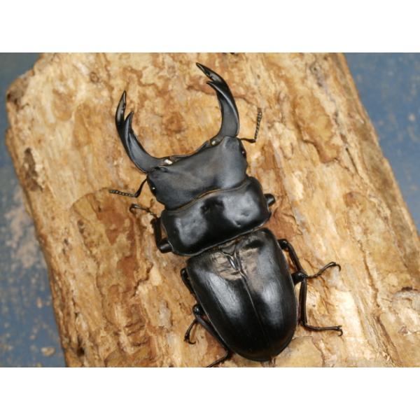 オオクワガタ♂♀ペア福岡県久留米市　F2♂79ミリ　R8年7月羽化♀51ミリ　R8年6月羽化♂の右前脚が動きません。♀の上翅にわずかな開きがあります。画像は出品個体です。