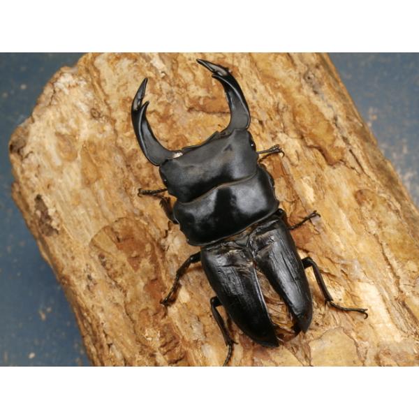オオクワガタ♂♀ペア福岡県久留米市　F2♂77ミリ　R8年7月羽化♀43ミリ　R8年6月羽化♂の上翅の開きがあります。♀の画像はございませんが、問題は無く完品です。画像は出品個体です。