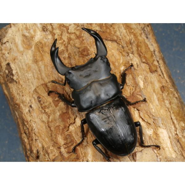 オオクワガタ♂♀ペア兵庫県猪名川町阿古谷　CBF1♂78ミリ　R8年7月羽化♀52ミリ　R8年6月羽化♂の前胸背板が少し歪んでおり、上翅に凸凹があります。♀の画像はございませんが、問題は無く完品です。画像は出品個体です。