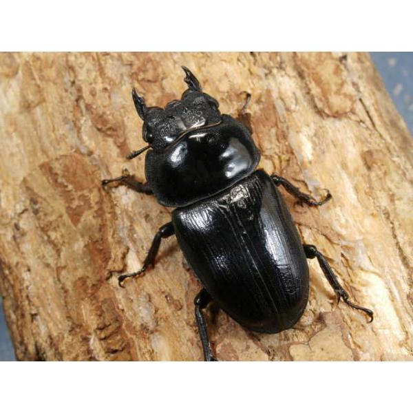 オオクワガタ♀単品大阪府豊能郡能勢町　CBF1♀54ミリ　R8年6〜7月羽化明記するほどの欠点はございませんが、わずかな傷やへこみはご了承下さい。画像は参考個体です。