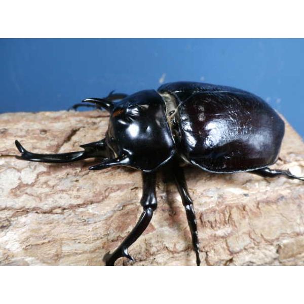 マルスゾウカブト幼虫3頭　ペルー　イキトス　CBF1　初2令幼虫3頭　R8年9月孵化画像は参考個体です。
