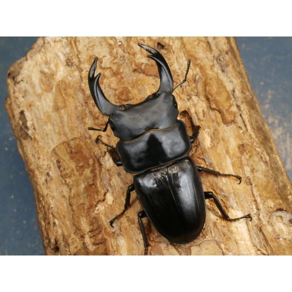 オオクワガタ♂♀ペア兵庫県猪名川町阿古谷　CBF1♂78ミリ　R8年7月羽化♀50ミリ　R8年6月羽化画像は出品個体です。