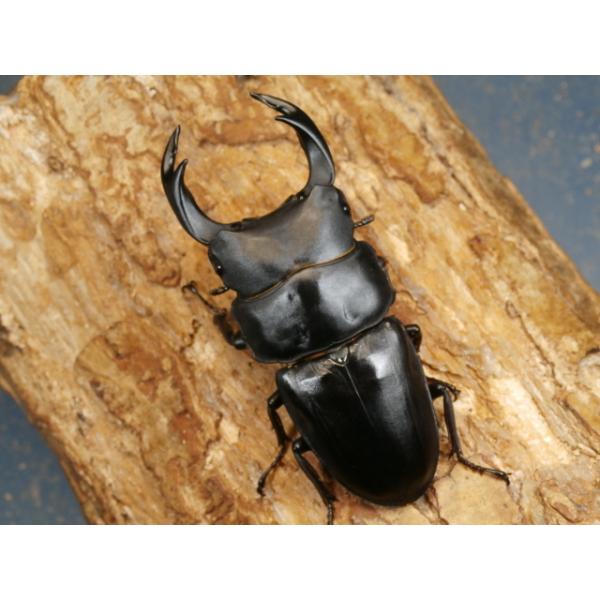 オオクワガタ♂♀ペア兵庫県猪名川町阿古谷　CBF1♂76ミリ　R8年7月羽化♀48ミリ　R8年6月羽化♂の前胸が少し歪んでます。画像は出品個体です。