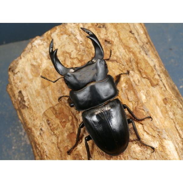 オオクワガタ♂♀ペア兵庫県川西市　CBF1♂78ミリ　R8年7月羽化♀51ミリ　R8年6月羽化画像は出品個体です。