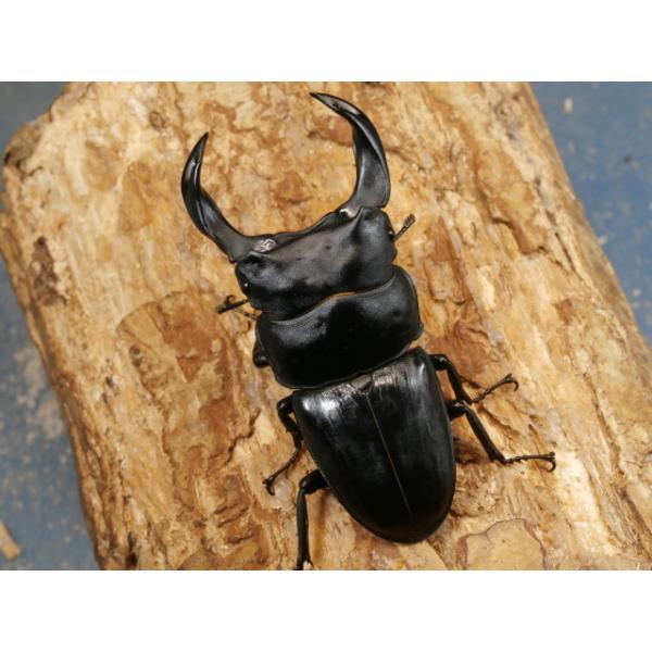 ホペイオオクワガタ♂♀ペア中国福建省北峰　CBF1♂73ミリ　R8年6月羽化♀44ミリ　R8年6月羽化♂の左アゴが変形しています。画像は出品個体です。