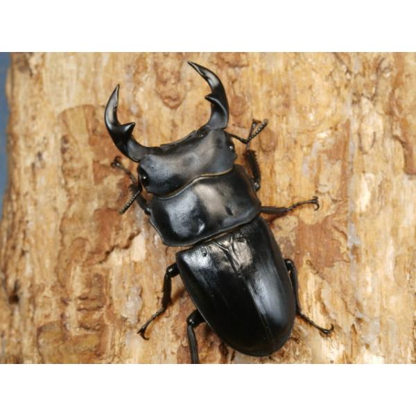 ホペイオオクワガタ♂♀ペア中国福建省北峰　CBF1♂57ミリ　R8年5月羽化♀36ミリ　R8年4月羽化画像は出品個体です。