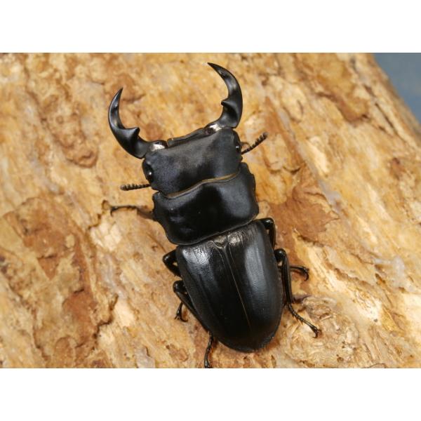 ホペイオオクワガタ♂♀ペア中国福建省北峰　CBF1♂47ミリ　R8年4月羽化♀26ミリ　R8年4月羽化♀のアゴ基部が細く、頭楯もわずかに突き出ています。画像は出品個体です。
