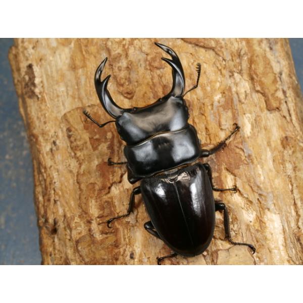 クルビデンスオオクワガタ1♂2♀ブータン　サムチ州ドロカ　F3♂70ミリ　R8年7月羽化♀42ミリ　R8年6月羽化♀41ミリ　R8年6月羽化画像は出品個体です。