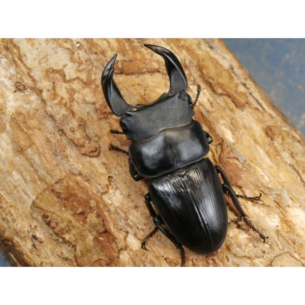 ホペイオオクワガタ♂♀ペア中国福建省北峰　CBF1♂65ミリ　R8年7月羽化♀41ミリ　R8年7月羽化画像は出品個体です。
