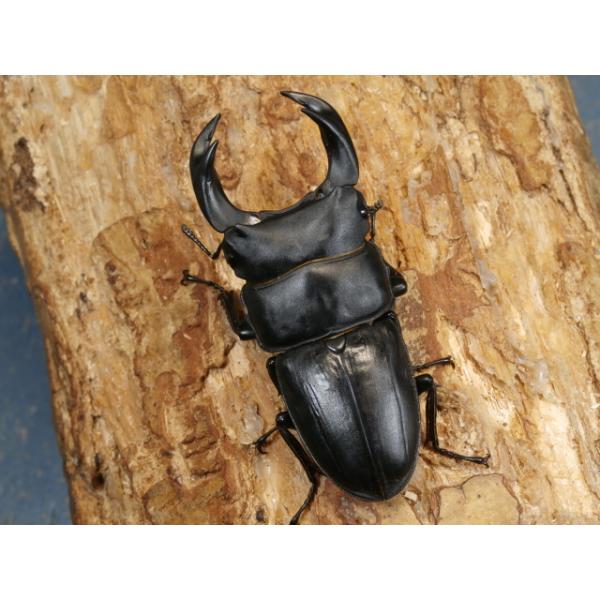 ホペイオオクワガタ♂♀ペア中国福建省北峰　CBF1♂64ミリ　R8年7月羽化♀41ミリ　R8年7月羽化画像は出品個体です。