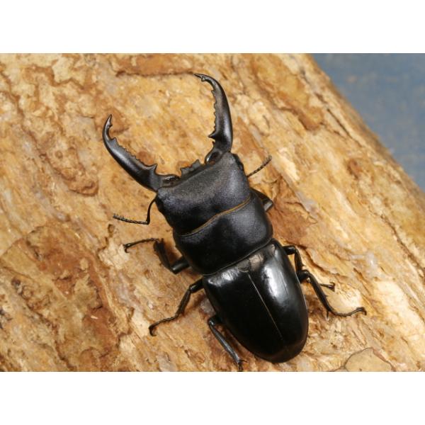 イキヒラタ♂単品長崎県壱岐市（壱岐島）　F4♂58ミリ　R8年5月羽化画像は出品個体です。
