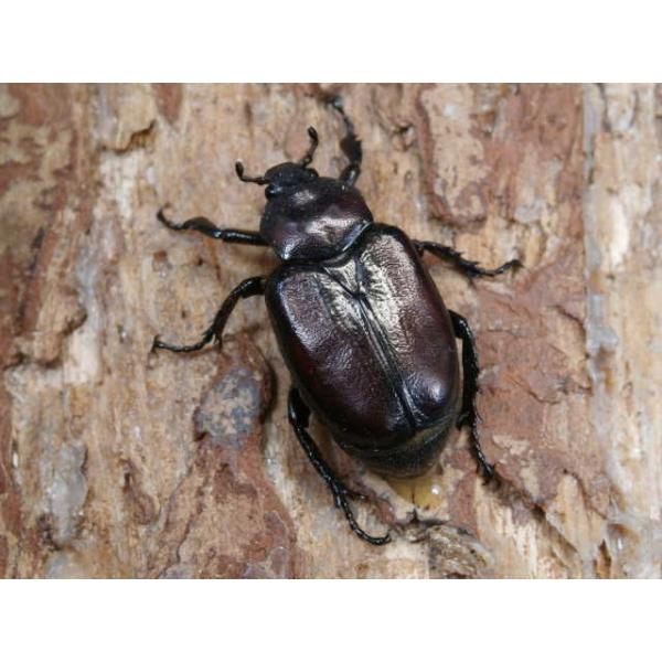 ホクベイオオチャイロハナムグリ幼虫アメリカ　ミズーリ州　F32令〜3令幼虫5頭　R7年9〜10月孵化画像は参考。