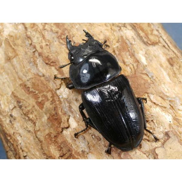 オオクワガタ♀単品大阪府豊能郡能勢町　CBF153〜54ミリ　R7年6〜7月羽化当該商品は繁殖個体です。画像は参考個体です。