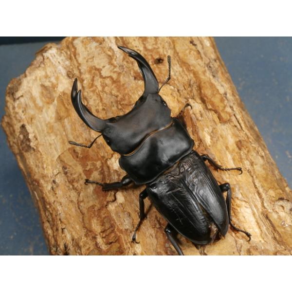 オオクワガタ♂♀ペア大阪府豊能郡能勢町　CBF1♂86ミリ　R7年7月羽化♀55ミリ　R7年7月羽化♂のアゴずれ、上翅の開きがあり、内翅が出ておりましたが、ちぎれてしまいました。♀の画像はございませんが、問題は無く完品です。当該商品は繁殖個...