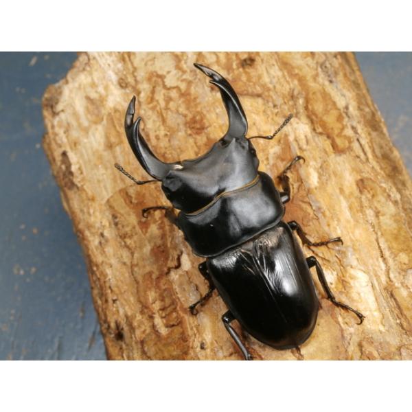 オオクワガタ♂♀ペア大阪府豊能郡能勢町　CBF1♂83ミリ　R7年7月羽化♀54ミリ　R7年6月羽化♂の前胸背板にわずかな突起があります。当該商品は繁殖個体です。画像は出品個体です。