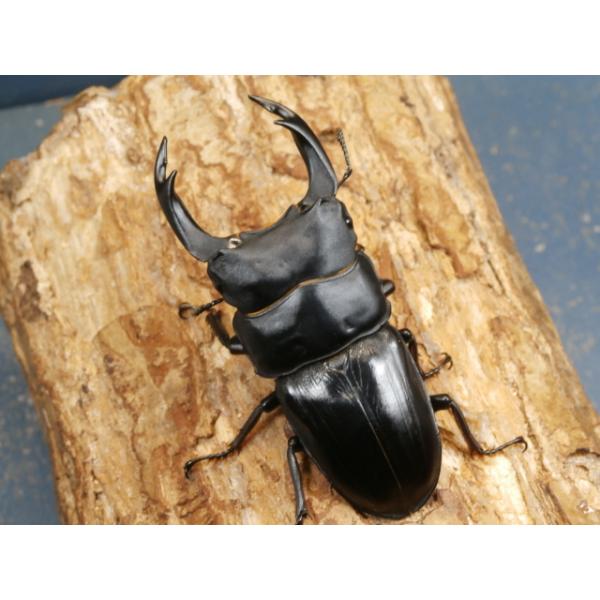 オオクワガタ♂♀ペア大阪府豊能郡能勢町　CBF1♂81ミリ　R7年7月羽化♀52ミリ　R7年6月羽化当該商品は繁殖個体です。画像は出品個体です。