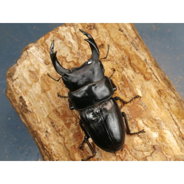 オオクワガタ♂♀ペア大阪府豊能郡能勢町　CBF1♂82ミリ　R7年7月羽化♀53ミリ　R7年6月羽化当該商品は繁殖個体です。画像は出品個体です。