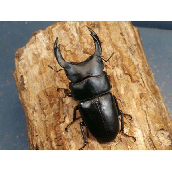 オオクワガタ♂♀ペア大阪府豊能郡能勢町　CBF1♂82ミリ　R7年7月羽化♀54ミリ　R7年7月羽化♂の上翅に小さなコブがあります。♀の上翅に少しふくらみがあります。当該商品は繁殖個体です。画像は出品個体です。