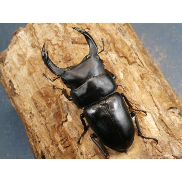 オオクワガタ♂♀ペア大阪府豊能郡能勢町　CBF1♂84ミリ　R7年7月羽化♀55ミリ　R7年7月羽化ほんのわずかですが、♂の前胸背板が歪んでいるように思えます。当該商品は繁殖個体です。画像は出品個体です。