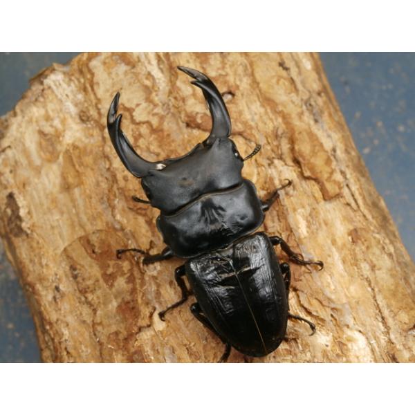 オオクワガタ♂♀ペア福岡県久留米市　CBF1♂75ミリ　R7年6月羽化♀46ミリ　R7年6月羽化♂の上翅にシワがあります。当該商品は繁殖個体です。画像は出品個体です。