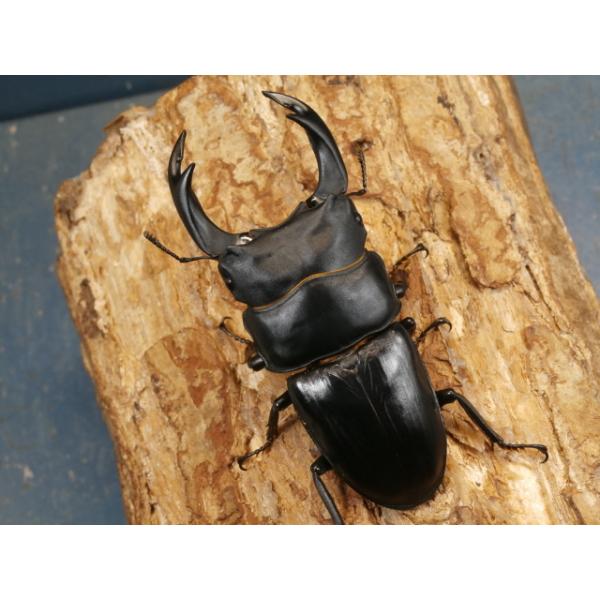 オオクワガタ♂♀ペア大阪府豊能郡能勢町　CBF1♂83ミリ　R7年6〜7月羽化♀53〜54ミリ　R7年6〜7月羽化明記するほどの欠点はございませんが、わずかな傷やへこみはご了承下さい。当該商品は繁殖個体です。画像は参考個体です。