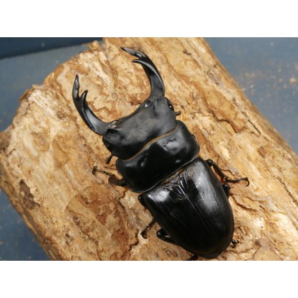 オオクワガタ♂♀ペア福岡県久留米市　CBF1♂84ミリ　R7年7月羽化♀53ミリ　R7年7月羽化♂♀とも体表にデコボコがあります。当該商品は繁殖個体です。画像は出品個体です。