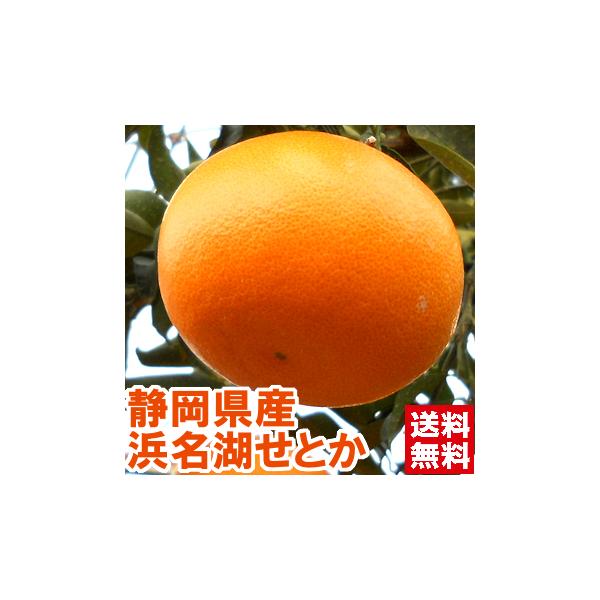 ■商品内容:静岡県産浜名湖せとか青秀2kg（10〜11個）■送料について：送料無料（北海道、沖縄・一部離島は別途1,000円）■配送期間：3月24日〜4月18日頃まで-------------------------------------...