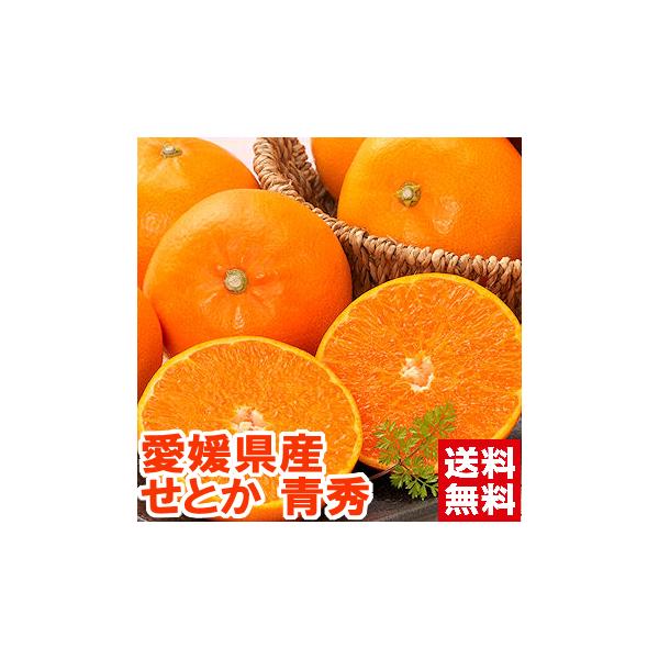 ■商品内容:愛媛県産せとか（露地栽培）青秀1.8kg（6〜12個前後）3L〜Ｍサイズ※２番手等級のためチョイキズはありますが、贈答用にも使えるレベルです。■送料について：送料無料（北海道・沖縄、一部離島1,000円）■配送期間：2月25日〜...