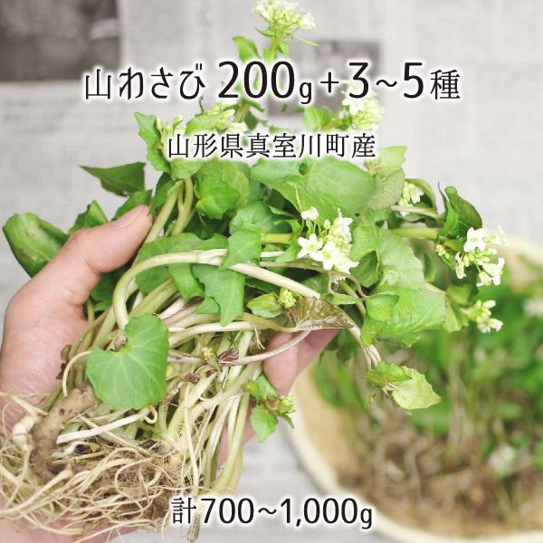 ※スマホのお客様、下記[もっと見る]より詳細ご覧下さい。■ 名称 ： 天然山菜 山わさび■ 内容量 ： 700〜1000g■ 生産者 ： 春夏秋冬真室川■ 採取地 ： 山形県最上地方、庄内地方。■ 保存方法 ： 冷蔵保存、10℃以下で保存下...