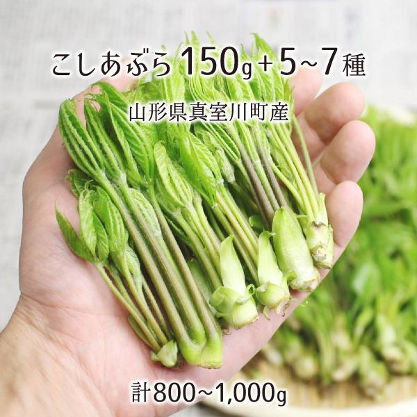 ※スマホのお客様、下記[もっと見る]より詳細ご覧下さい。■ 名称 ： 天然山菜 こしあぶら■ 内容量 ： 800〜1000g■ 生産者 ： 春夏秋冬真室川■ 採取地 ： 山形県最上地方、庄内地方。■ 保存方法 ： 冷蔵保存、10℃以下で保存...