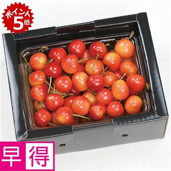【早得予約は5/20(水) 15時まで】※早得期間終了後は、本体価格5,9000円(税込6,372円)となります。初夏に実る艶やかなさくらんぼ。一粒に込められたみずみずしい甘さがおとうさんの笑顔をそっと彩ります。●商品詳細さくらんぼ（佐藤錦...