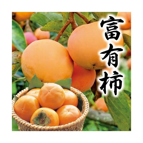 ●お届け期間：11/29〜12/27のいずれか【日時指定不可】●内容2Ｌサイズ 12玉(岐阜県産冨有柿)●原料原産地：岐阜県【箱サイズ】320×400×105【お届けについて】・収穫の状況により多少前後する場合がございます。・お届日の指定は...