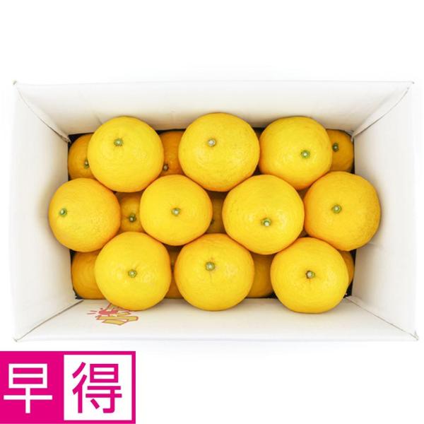 【早得予約は4/13(月) 15時まで】※早得期間終了後は、本体価格6,7000円(税込7,236円)となります。程良い甘さと酸味の優れたバランスと喉をスーッと潤わすジューシーさが特徴。白い綿と一緒にお食べください。●商品詳細３Ｌ〜Ｌサイズ...