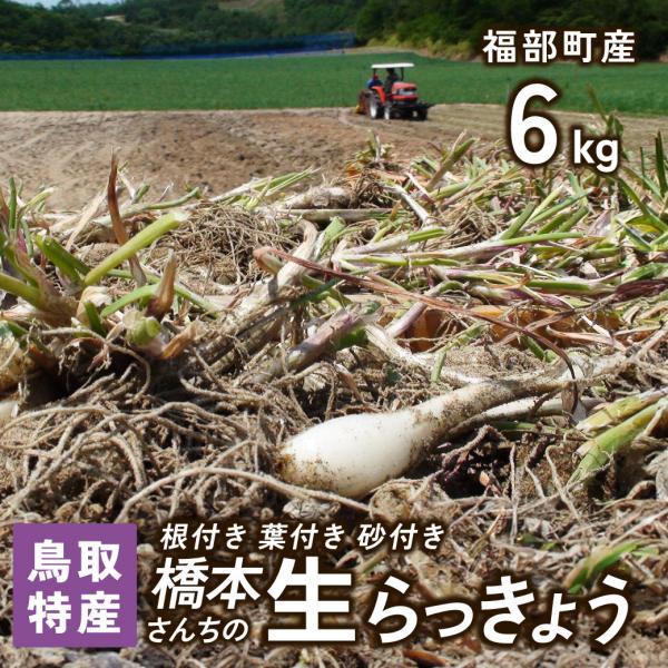 ■商品説明こちらの商品は予約商品です。6月上旬から収穫でき次第順次発送します。  地元、鳥取人も迷わず選ぶ最高品質！ 鳥取大砂丘の近くに位置する「鳥取福部町」で育ったらっきょうは、起伏に富んだ砂丘の過酷な環境に耐えるために身が太く身が締りシ...