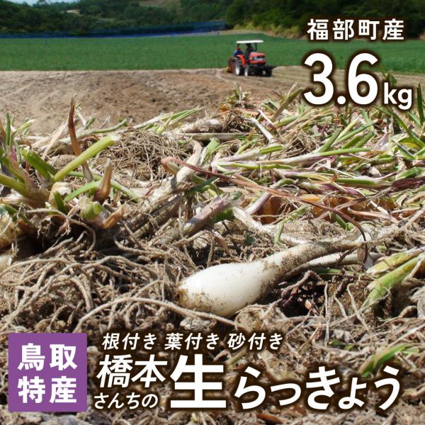 ■商品説明こちらの商品は予約商品です。6月上旬から収穫でき次第順次発送します。  地元、鳥取人も迷わず選ぶ最高品質！ 鳥取大砂丘の近くに位置する「鳥取福部町」で育ったらっきょうは、起伏に富んだ砂丘の過酷な環境に耐えるために身が太く身が締りシ...