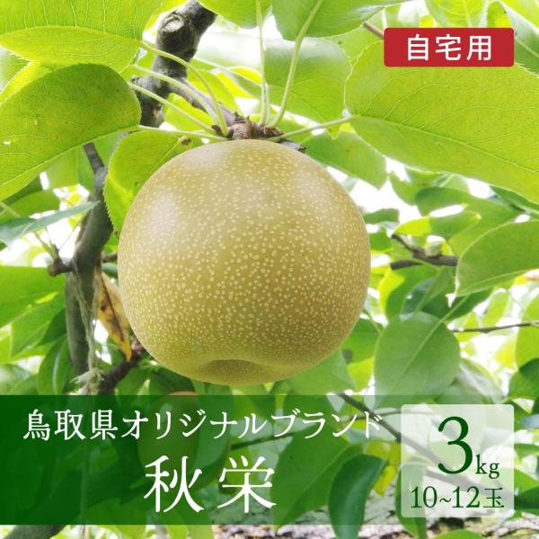■商品説明太陽の光をたっぷりと浴びた鳥取県オリジナルブランド梨の秋栄です。アザや変形も含みますが、食味は贈答用と変わりません。ご家庭用に最適です。秋栄（あきばえ）は鳥取大学において「おさ二十世紀」に「幸水」を交配し育成された品種で、1997...