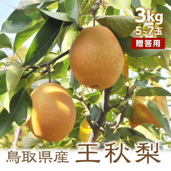 【発売日：2026年10月30日】■商品説明初冬に旬を迎える甘みと酸味のバランスのとれた大玉、鳥取県産の梨「王秋」です。青梨の代表品種「二十世紀梨」と中国梨「慈梨(ツーリー)」を掛け合わせたものに、さらにジャンボ梨「新雪」を交配して誕生した...