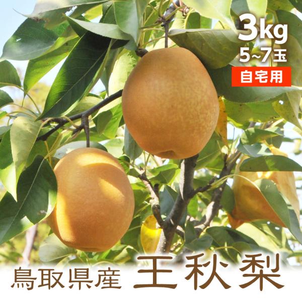 【発売日：2026年10月30日】■商品説明訳あり商品です。初冬に旬を迎える甘みと酸味のバランスのとれた大玉、鳥取県産の梨「王秋」です。青梨の代表品種「二十世紀梨」と中国梨「慈梨(ツーリー)」を掛け合わせたものに、さらにジャンボ梨「新雪」を...