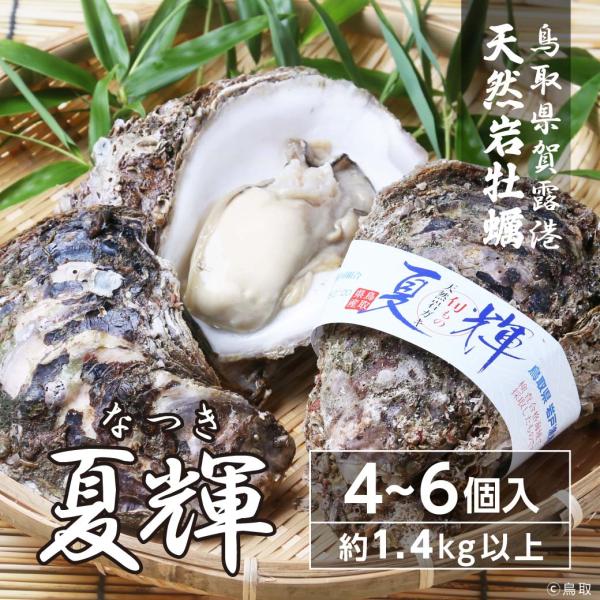 ■商品説明 鳥取産の岩がきは夏が旬の天然がきです。大きくてプリッとした身はミルクも多く、味も濃厚です。生のままレモンを搾って食べるのが一番ですが、焼いても煮ても大粒の岩ガキは縮むことが少なく、贅沢に食べられます。岩がきのお届け方法は2種類！...