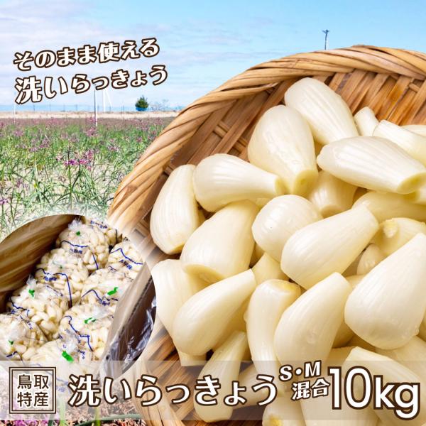 ■商品説明こちらの商品は予約商品です。5月下旬から収穫でき次第順次発送します。日本有数のらっきょうの産地・鳥取県北栄町から、手間いらずでそのまま漬けられる"洗いらっきょう"をお届けします。砂丘地帯の豊富な土壌で育ったらっきょうは、シャキシャ...