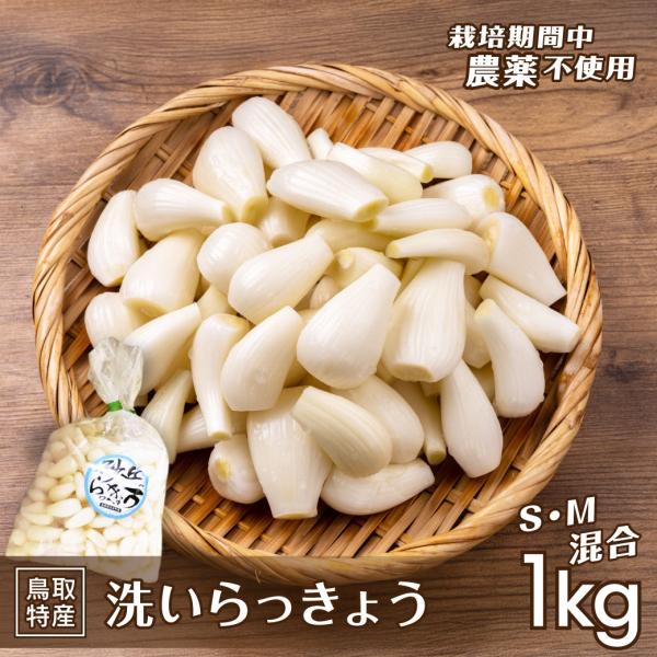 ■商品説明こちらの商品は予約商品です。5月下旬から収穫でき次第順次発送します。日本有数のらっきょうの産地・鳥取県北栄町から、栽培期間中農薬不使用で育てられた、色も白くて、少し小ぶりです。手間いらずでそのまま漬けられる"洗いらっきょう"は、砂...